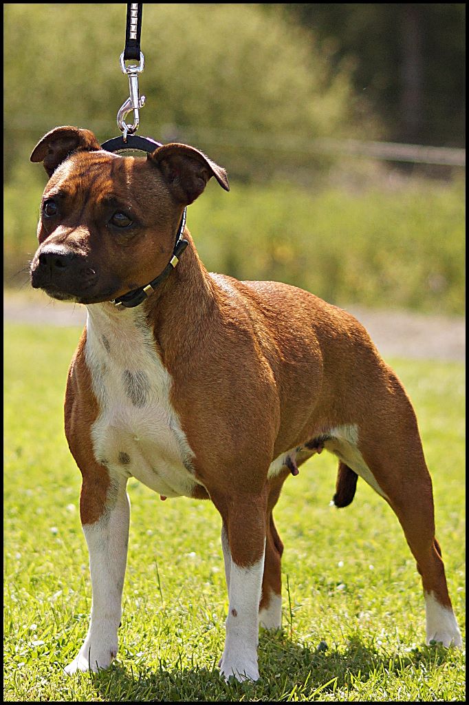 Chien - CH. Staffordiamond's Just call me queen - Elevage ...